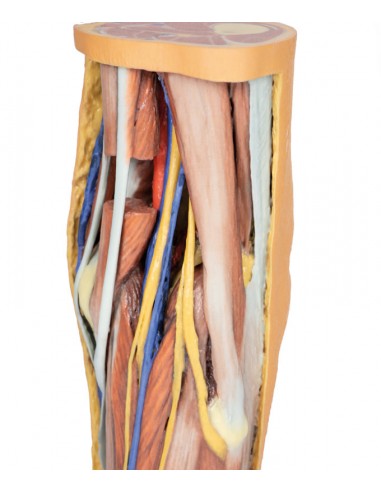 Dissezione profonda della Fossa Poplitea - Erler Zimmer 3D anatomy Series