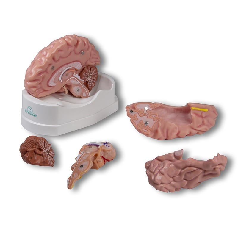 Erler Zimmer modello anatomico di cervello scomponibile in 5 parti C918