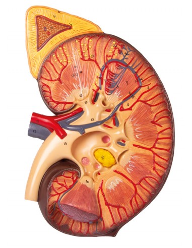 Sezione del rene nefrone e corpuscoli renali Erler Zimmer K111